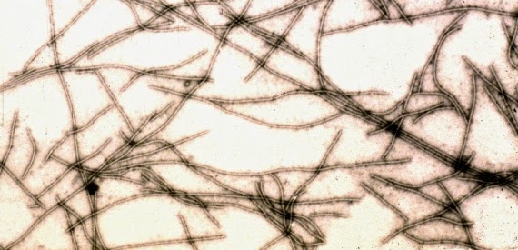 Naturalism - the Eighth Sense: Genetically Modified Papaya - Treat and ...