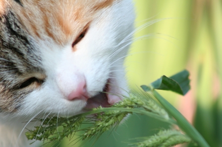 Kenapa kucing makan rumput? | Kucing gue