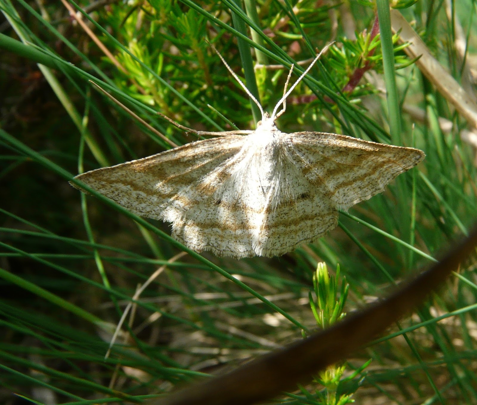 birdingexmouth: Grass Wave