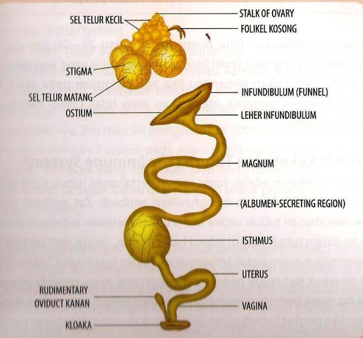 saung ayam hias bogor: Bagaiamanakah proses terbentuknya telur?