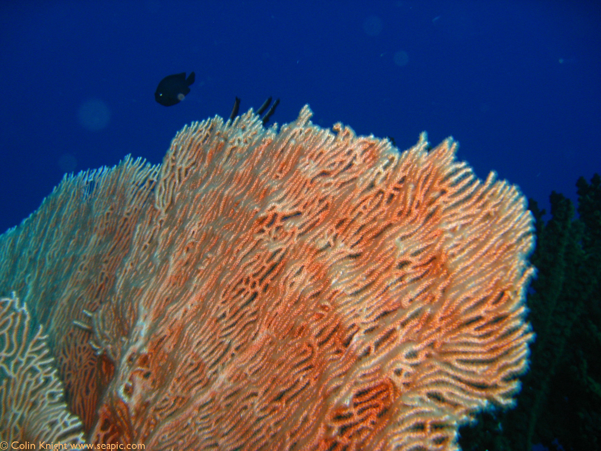 Postcards from Sussex: Sharks at Finger Reef