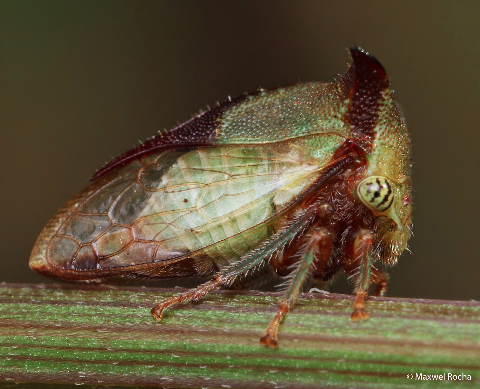 Macrofotografia por Maxwel Rocha: Cicadellidae e Membracidae