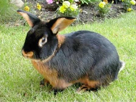 ! RABBIT IN THE WEB !: Rabbit Coat Color