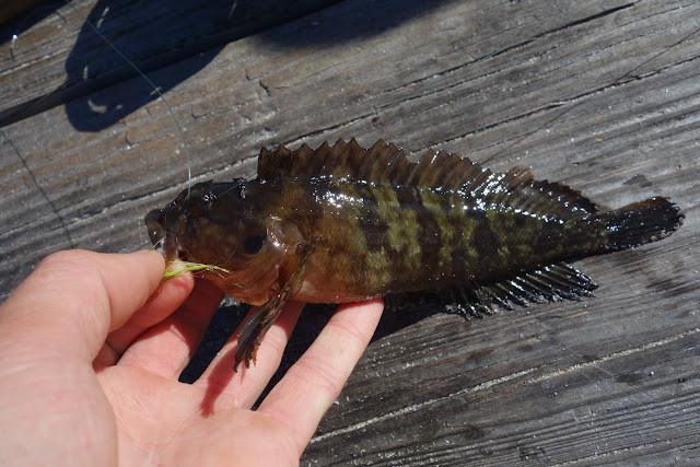 Connecticut Fly Angler: Florida: Hairy Fish
