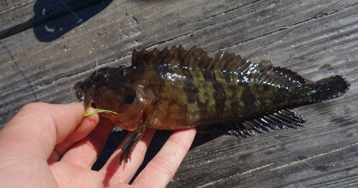 Connecticut Fly Angler: Florida: Hairy Fish