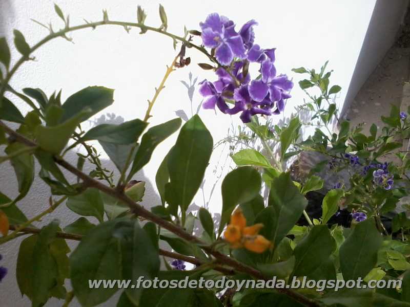 Fotos de todo y nada: Sapphire Showers , Duranta Erecta