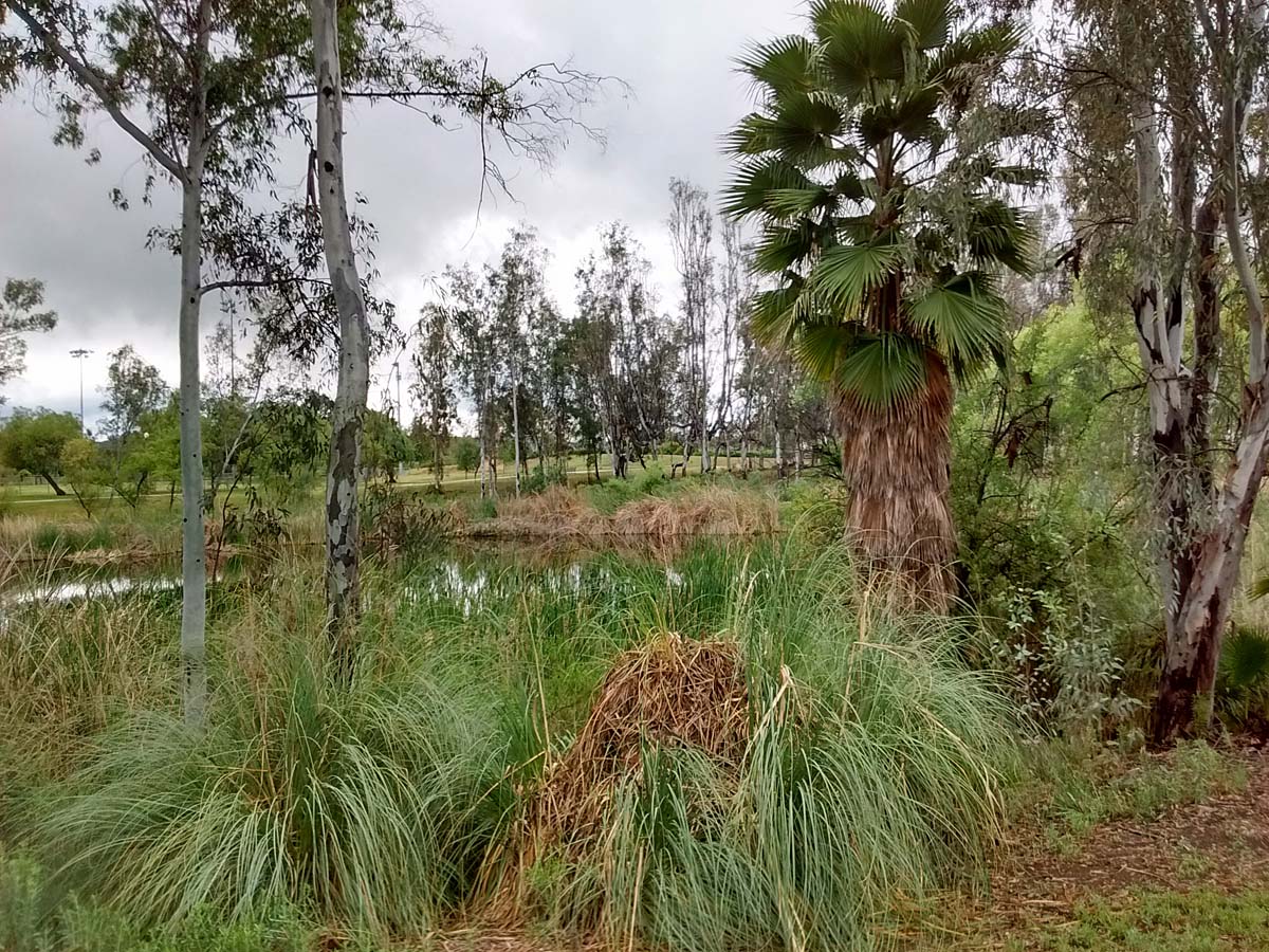 Birding Site Guide: Kit Carson Park - Greg in San Diego