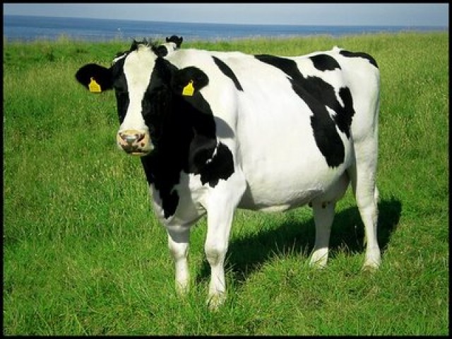 Conociendo los animales de granja: junio 2015