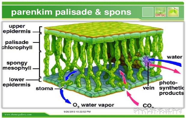 Jaringan Epidermis dan Jaringan Parenkim Pada Tumbuhan - Biologi ...