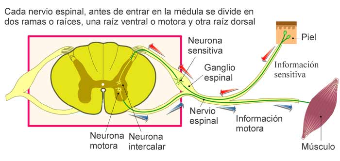 aprendiendo-prof.aly: LA FUNCIÓN DE RELACIÓN I. EL SISTEMA NERVIOSO HUMANO aprendiendo-prof.aly: LA FUNCIÓN DE RELACIÓN I. EL SISTEMA NERVIOSO HUMANO