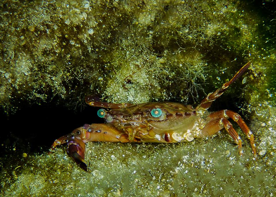 Biodiversity of Cyprus by NGO Protection of the Natural Heritage and ...