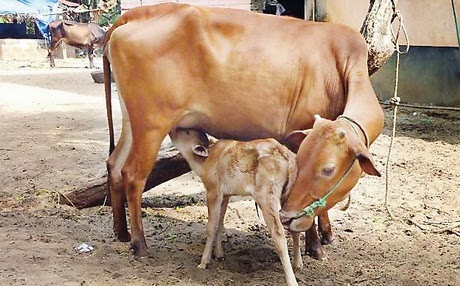 GORGEOUS BEAUTIES: Health Benefits of Desi Cow Milk and Ghee