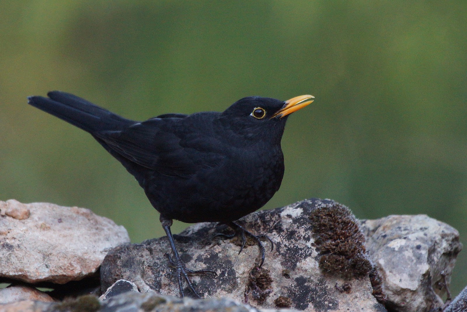 Pasión por las aves: Mirlo común.(Turdus merula)