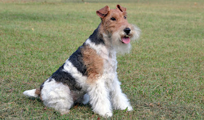 Raças de cães - Fox Terrier Pelo Duro