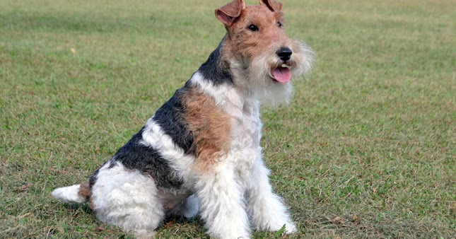 Raças de cães - Fox Terrier Pelo Duro
