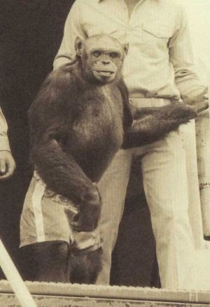 TU SITIO DE ENTRETENIMIENTO: Oliver el "Mono Humano"