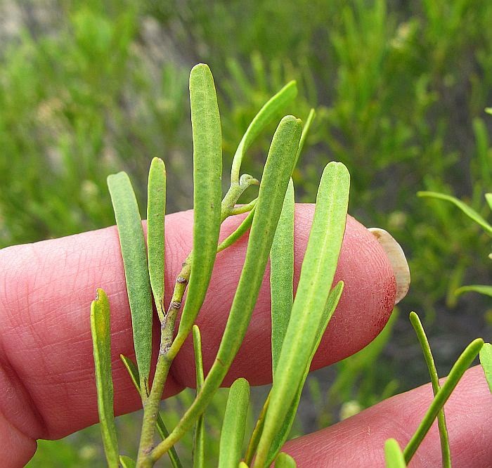 Esperance Wildflowers: Geijera linearifolia - Oilbush