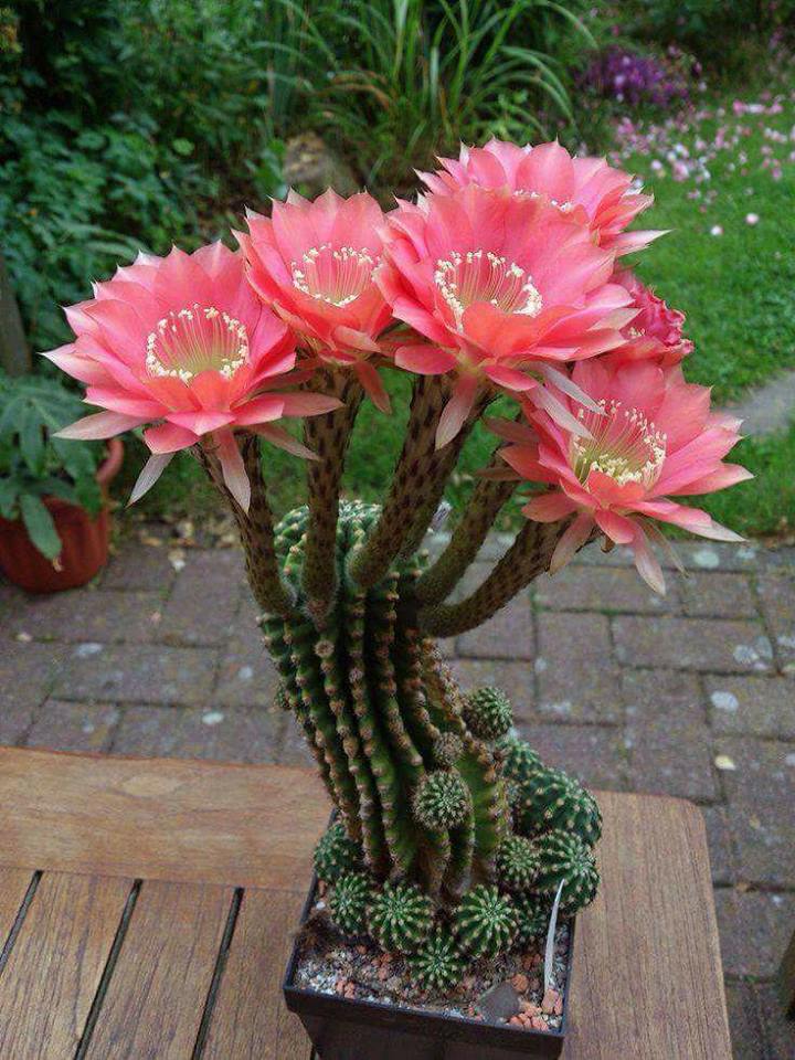 BIENVENUE SUR UNIVERS: CACTUS EN FLEUR