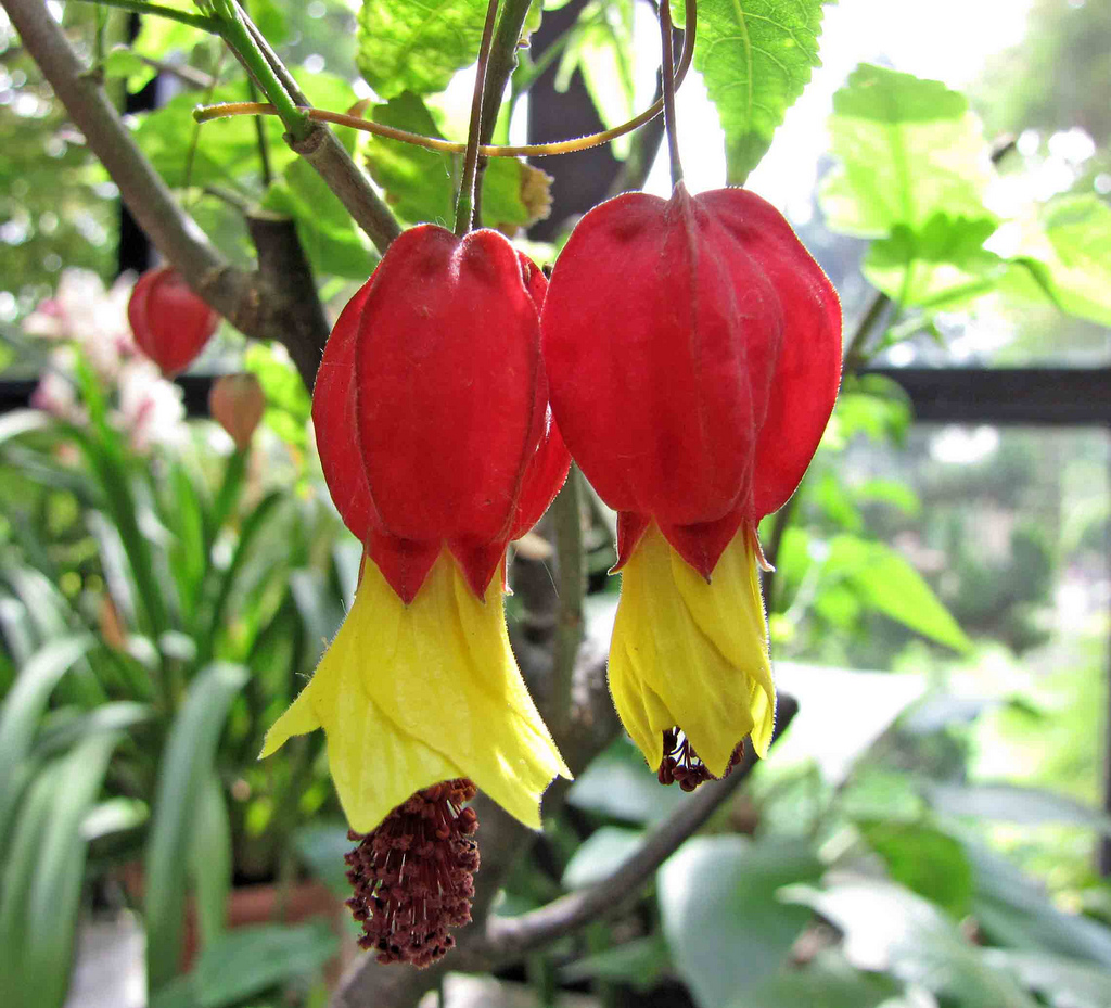 HOW TO GROW ABUTILON MEGAPOTAMICUM 'Variegatum' |The Garden of Eaden