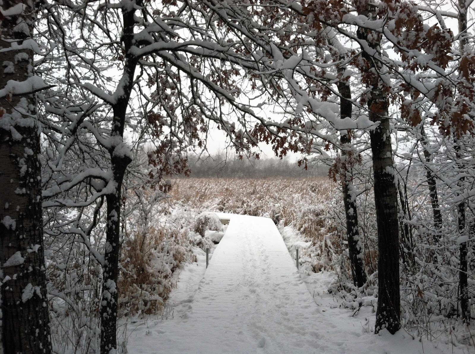 The Ripple Effect: Eyes on a Natural Treasure: Tamarack Nature Preserve