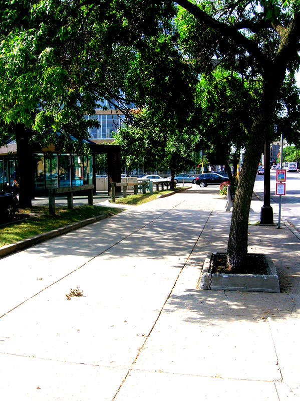 twin city sidewalks: In Praise of Street Trees