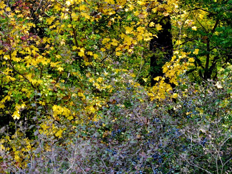 Floarea -bunica: Fructe miraculoase