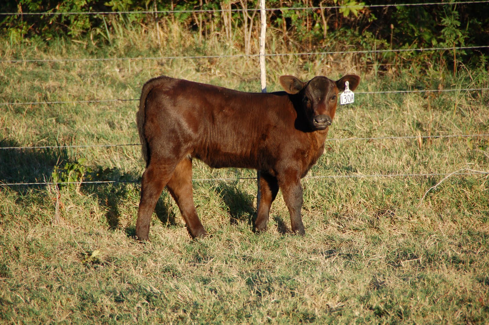 Buck Cattle Co. Blog: September 2011