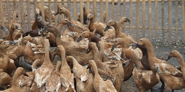 Dunia Ternak: Macam-macam itik lokal di Indonesia