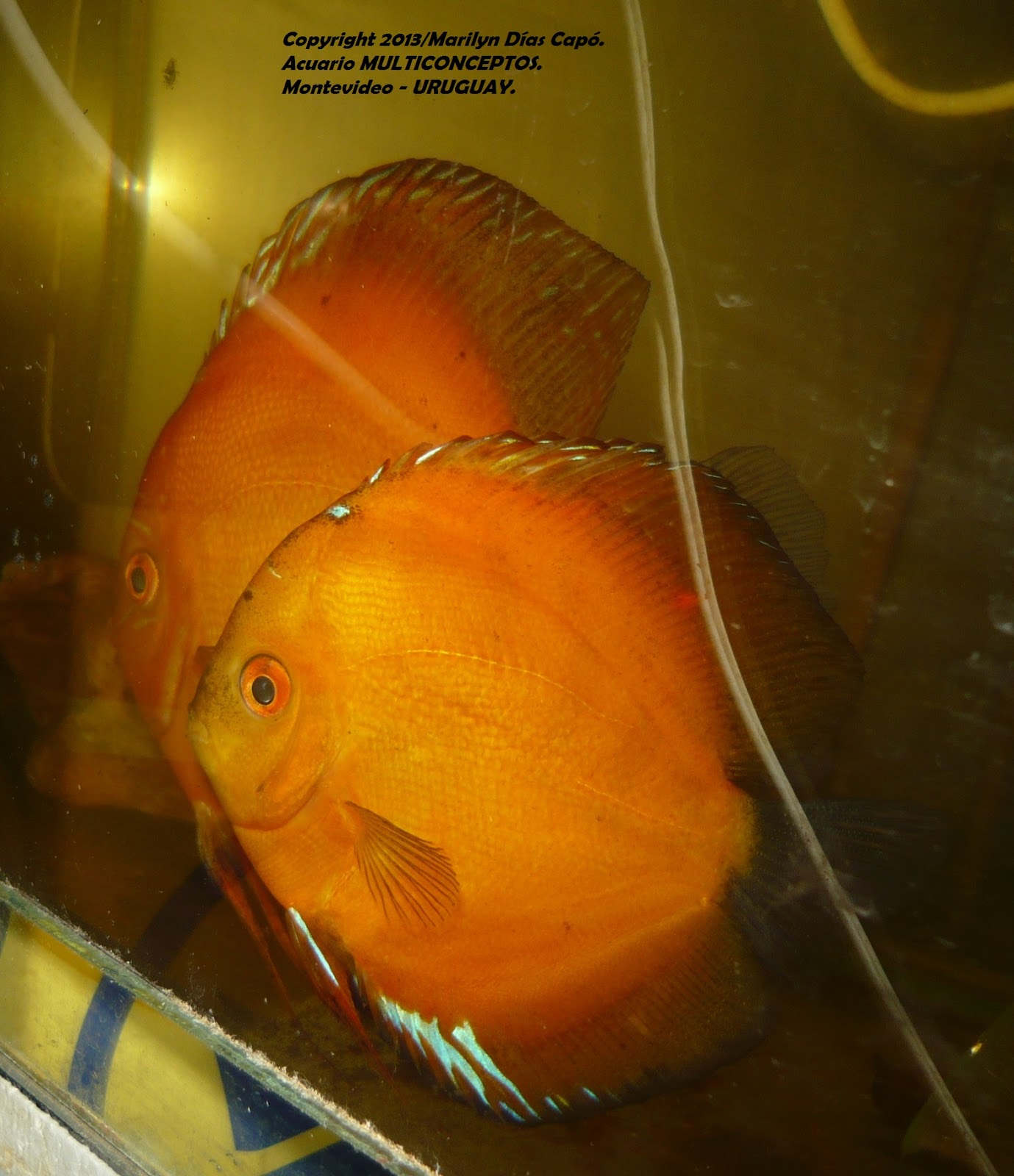 Peces tropicales de agua dulce.: Mi primer pez Disco: cómo cuidarlo.