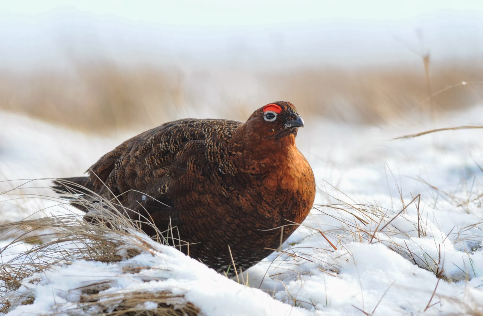 Bill's Birding: Red Grouse in the Pennines