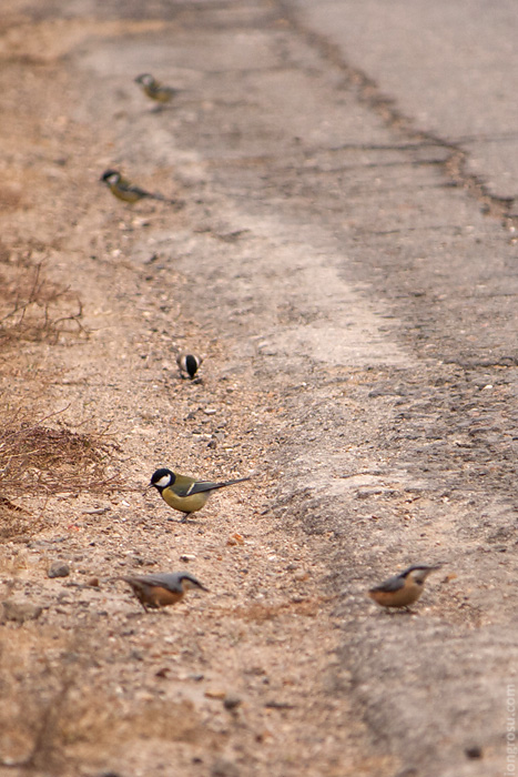 Păsări din Moldova: A opta expediţie la Goian