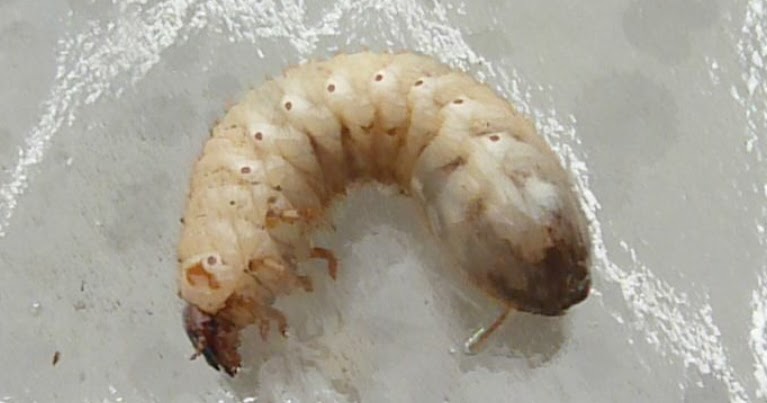 Springfield Plateau: June Beetle Grub
