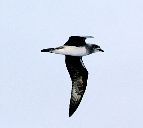 JFC's Birding: POLYNESIAN & PITCAIRN ISLAND TRIP REPORT 4TH JUNE 2006 ...