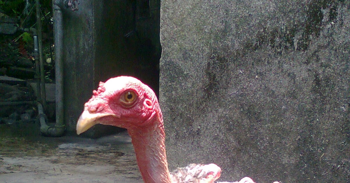 A Taste of the Philippines: Mutant Featherless Chicken in the Philippines
