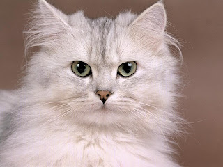 Online Wallpapers Shop: Cat Pictures, Cat Photos, Cat Wallpaper