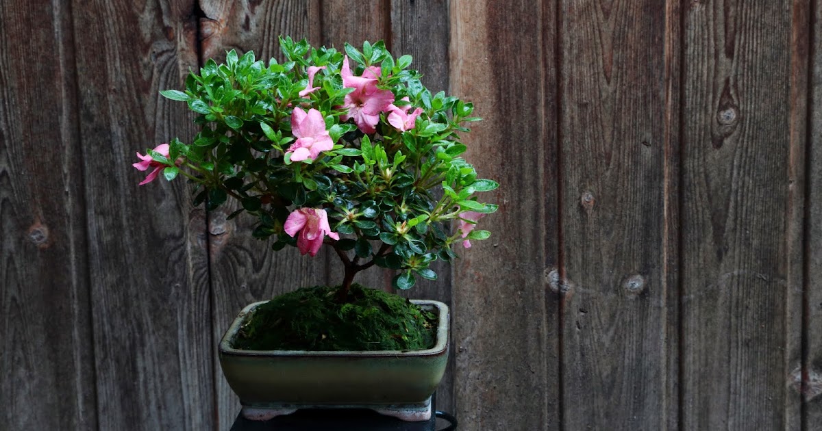 my gardening archive: anouk azalea