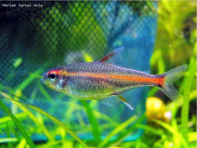 Jenis Ikan Hias yang Mudah Dipelihara Untuk Sobat Pemula Disemua Tempat