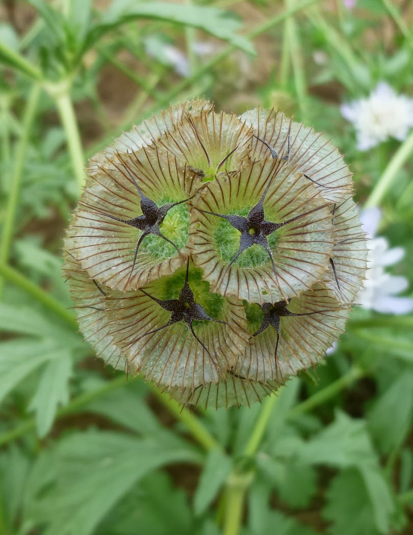 Victory Gardens for Bees: Scabiosa Stellata 'Ping Pong'