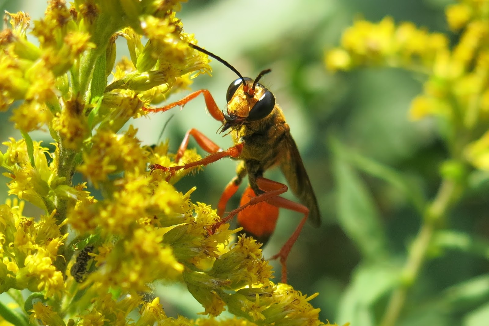 ifthethunderdontgetya™³²®©: Great Golden Digger Wasp