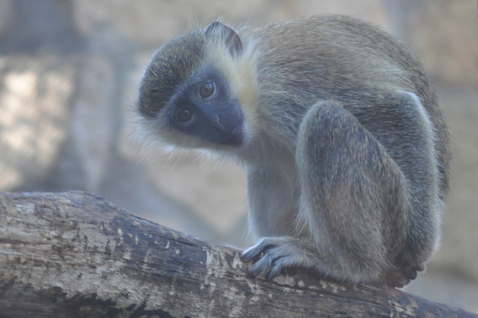 ZOOTOGRAFIANDO (6.096 ANIMALS): CERCOPITECO TOTA O VERDE / GRIVET ...