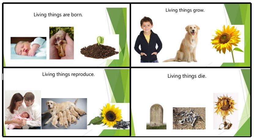 NATURAL AND SOCIAL SCIENCES (1º/2º): UNIT 4: LIVING THINGS