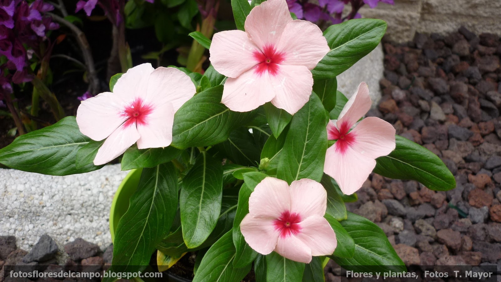 Flores y plantas silvestres: " Vinca rosea = Catharanthus roseus ...