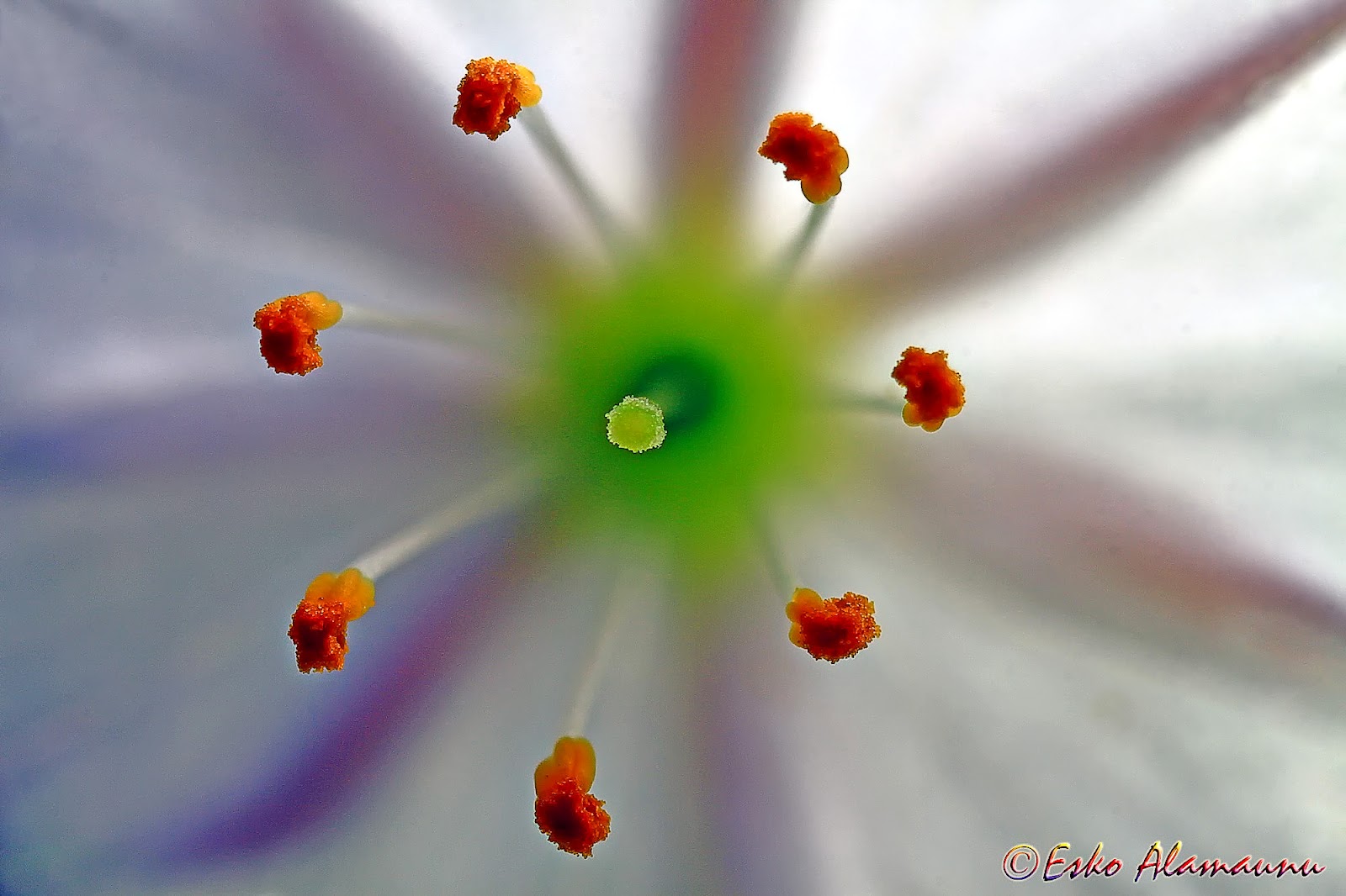 Eko-Kuvia: Heteet ja Emi...