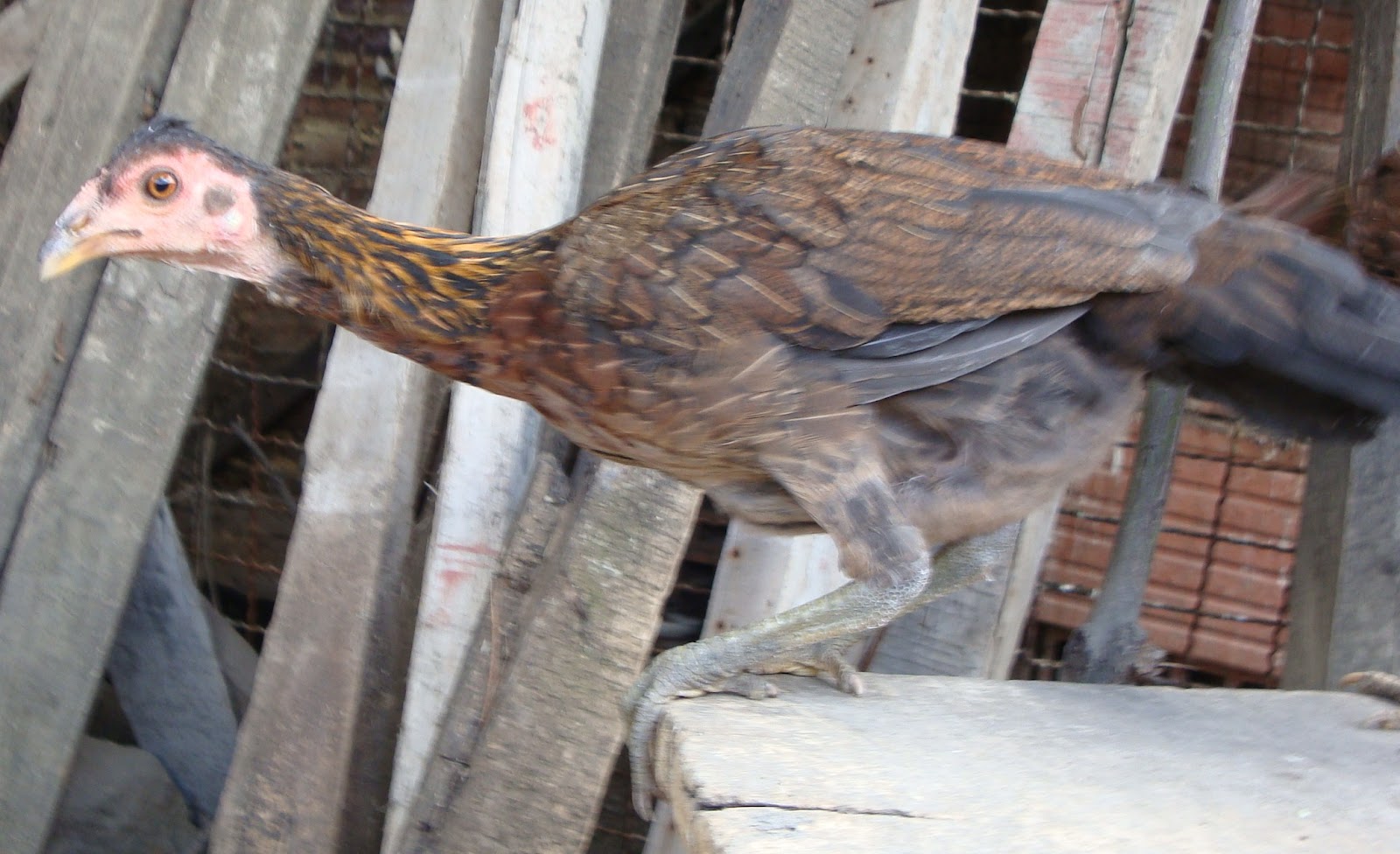 Pollita Hatch Gilmore del criadero los zorro