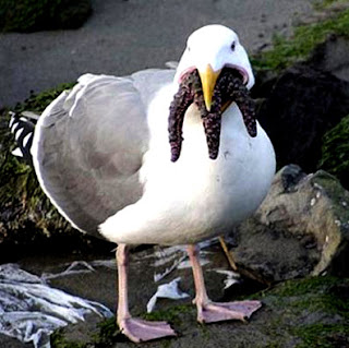 Why the hell are there seagulls in Idaho?? | My Own Private Idaho