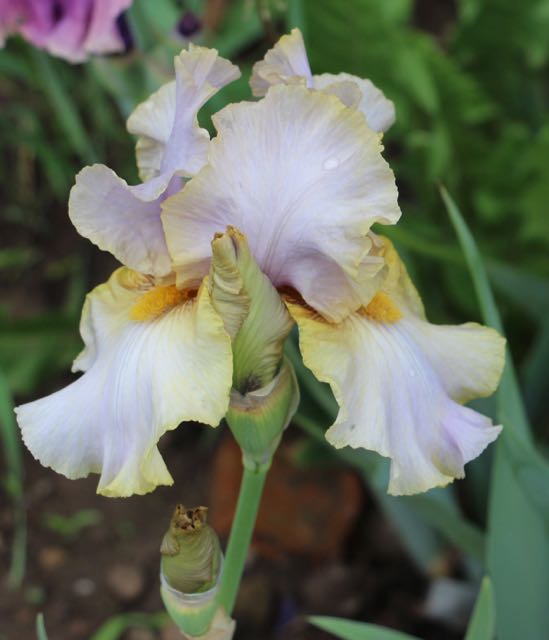 Diamond Rise Gardener: 2016