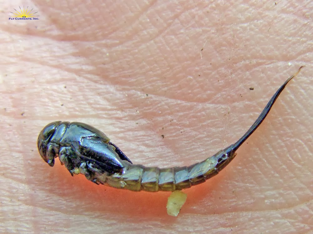 JC's Art of Flies: Step-by-Step Tying Poxyback Baetis Nymph