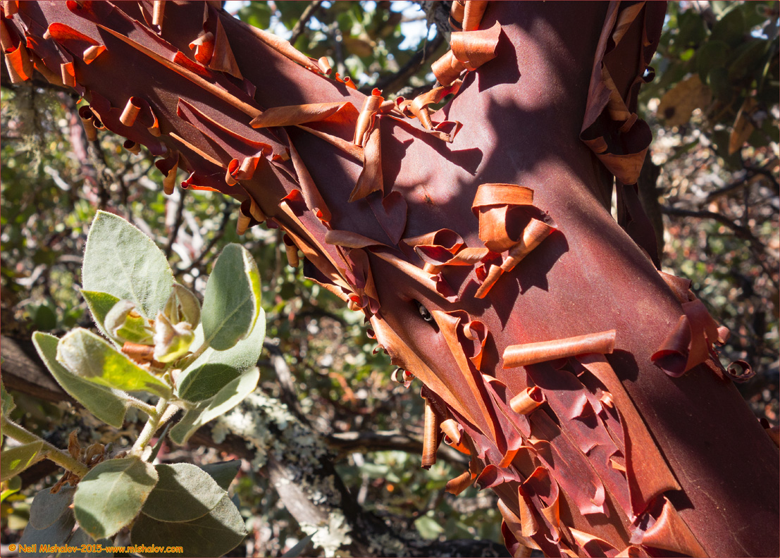 San Francisco Bay Area Photo Blog: A view of the original Mill Valley ...