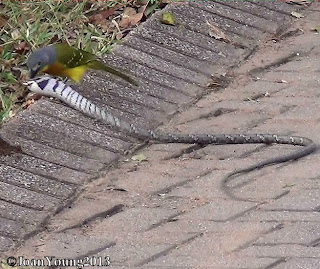South African Photographs: Small bird attacks snake - Kruger National Park