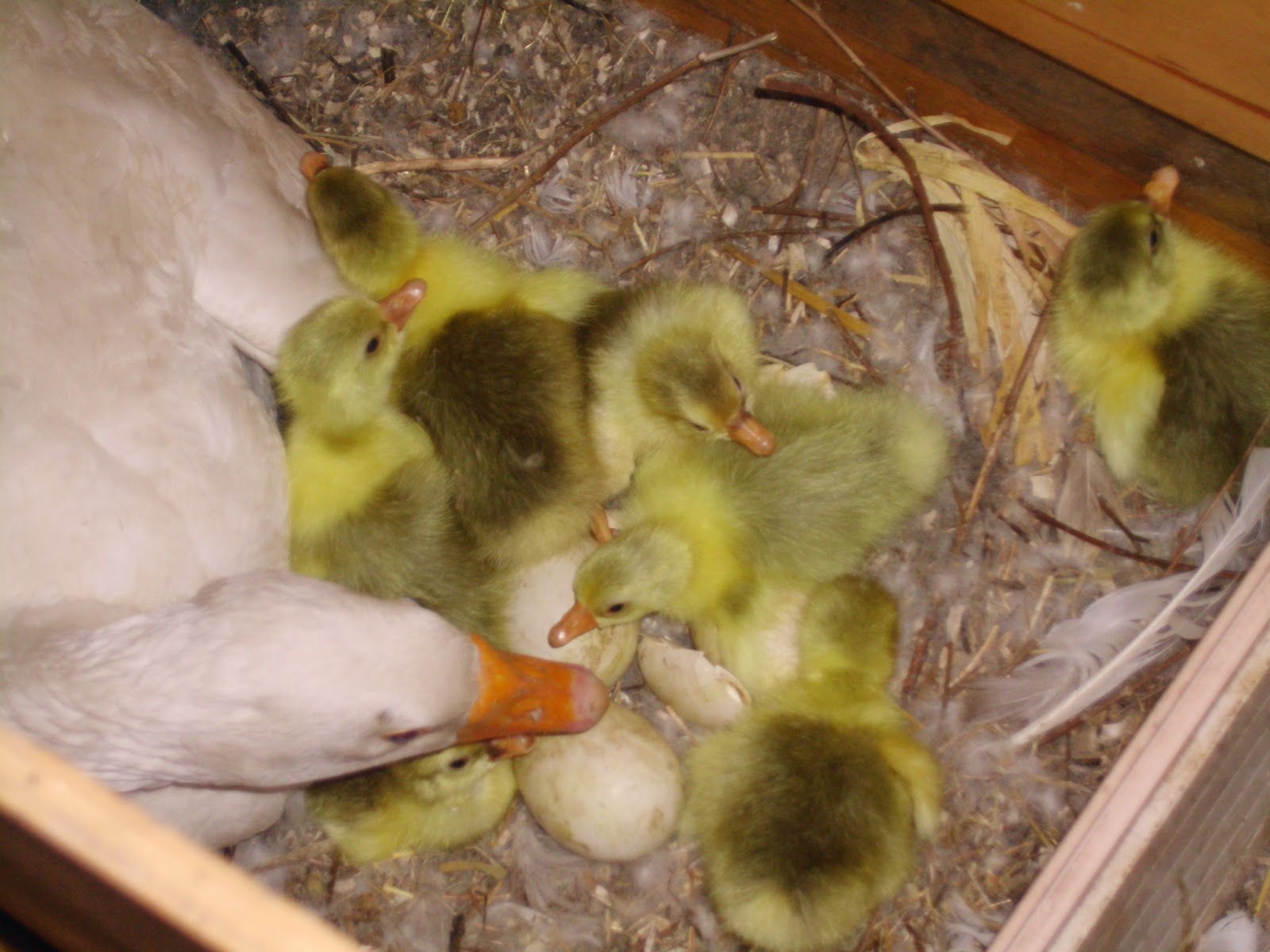 FERMA DE RATE SI GASTE: Gaste